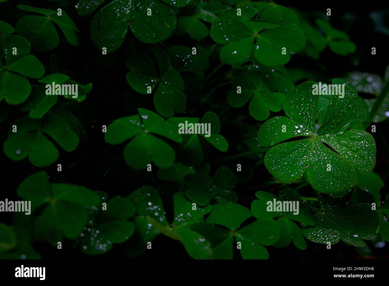 Rain drops or water drops on the shamrocks. Moody nature background or ...