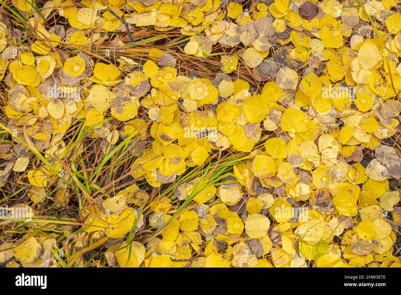 North America; United States; Alaska; Plants; Trees; Populus ...