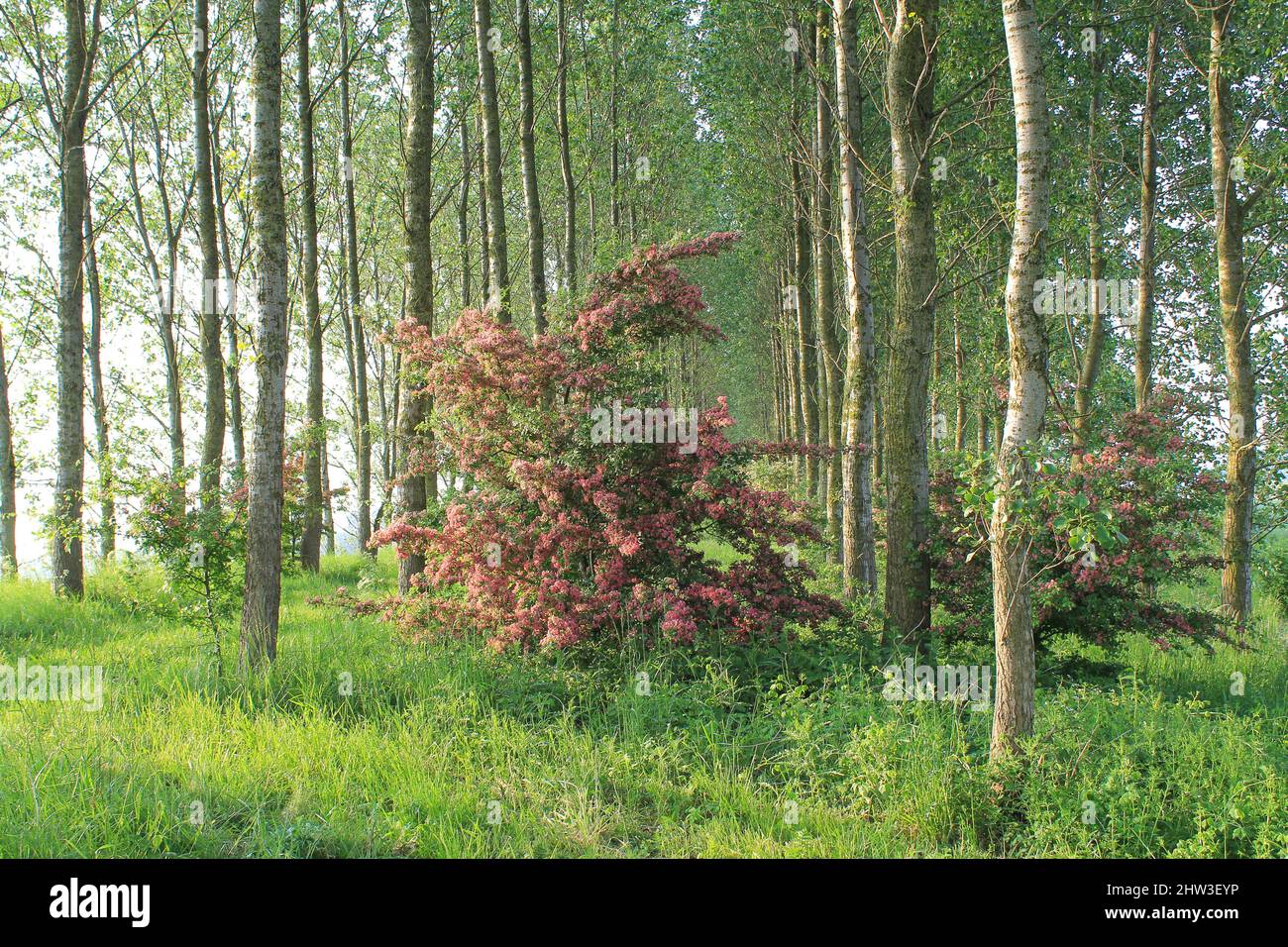 Little forest hi-res stock photography and images - Alamy