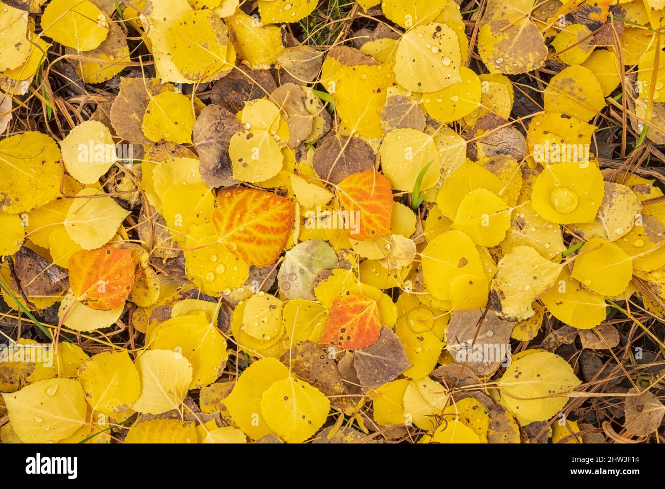 North America; United States; Alaska; Plants; Trees; Populus ...
