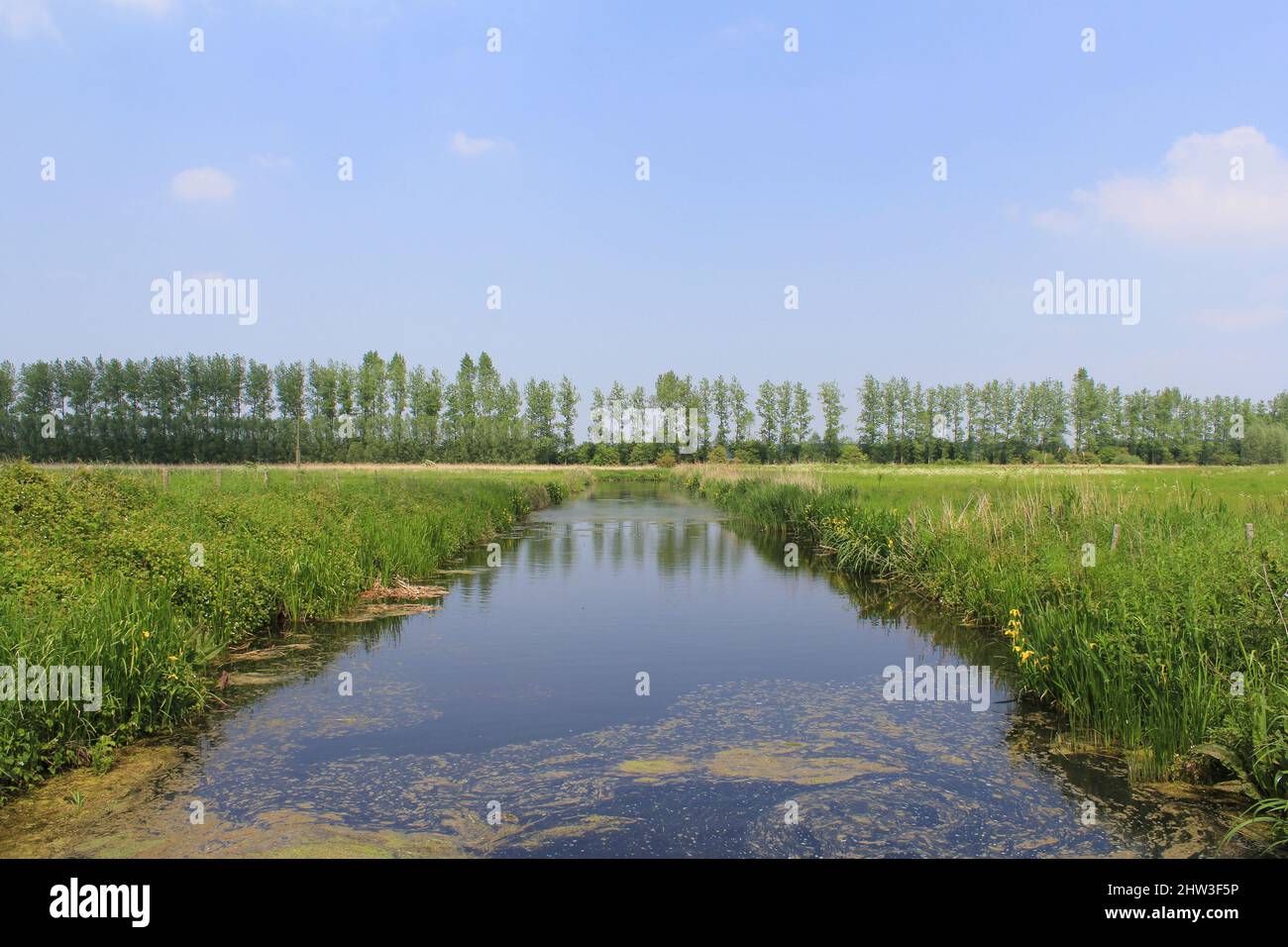 Green grassy meadow hi-res stock photography and images - Alamy