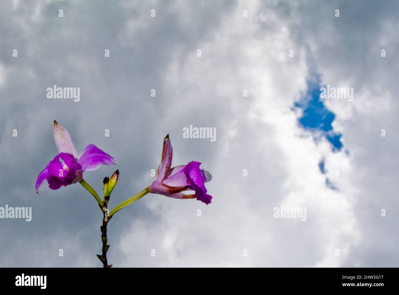 Dendrobium Orchid is a genus of mostly epiphytic and lithophytic ...