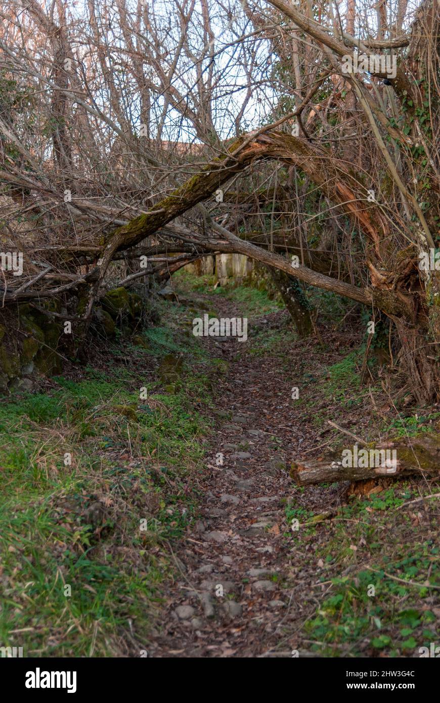 Curved tree trunk hi-res stock photography and images - Alamy