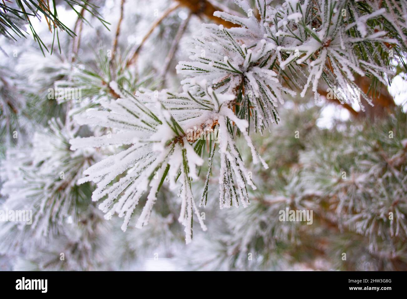 Frosted pine tree branches covered in colder season Stock Photo - Alamy