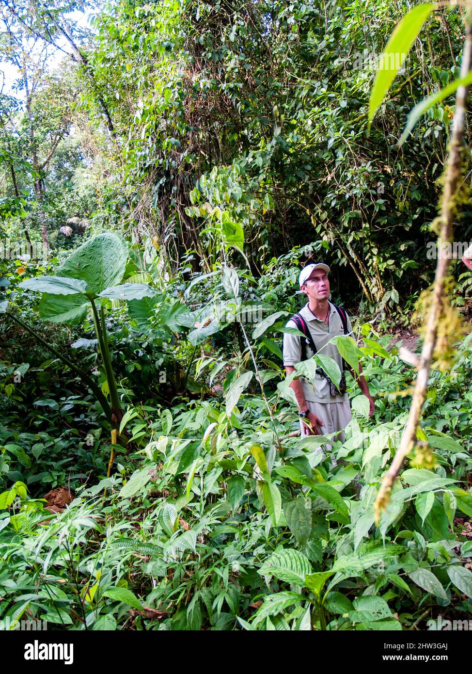 Man in Arenal Costa Rica Jungle rain Forest Stock Photo - Alamy