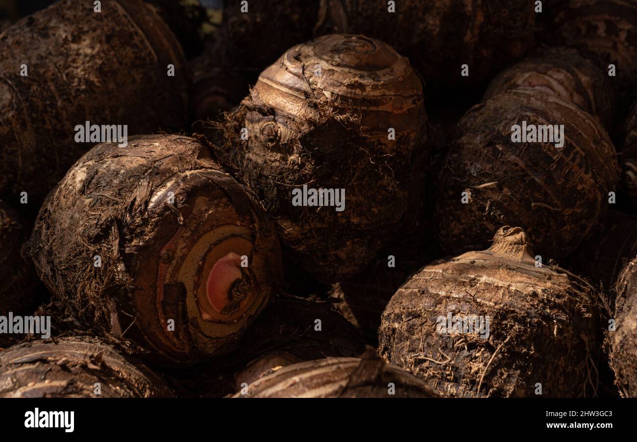 taro vegetable background Stock Photo - Alamy