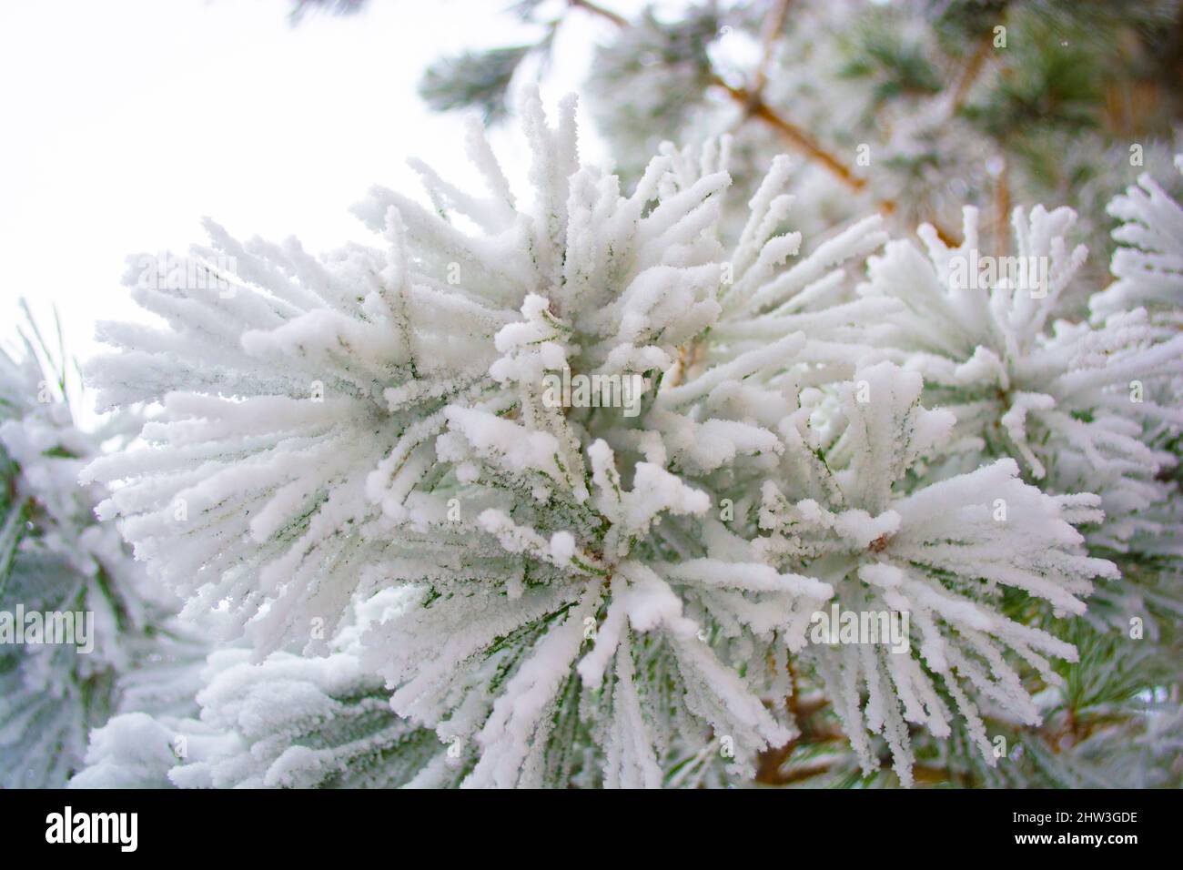 Frosted pine tree branches covered in colder season Stock Photo - Alamy