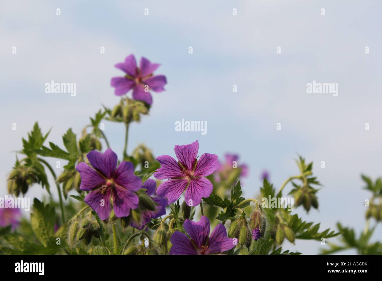 Malva purple hi-res stock photography and images - Alamy