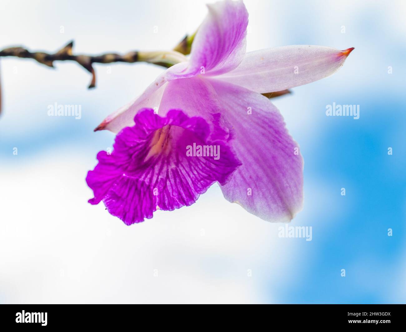 Dendrobium Orchid is a genus of mostly epiphytic and lithophytic ...