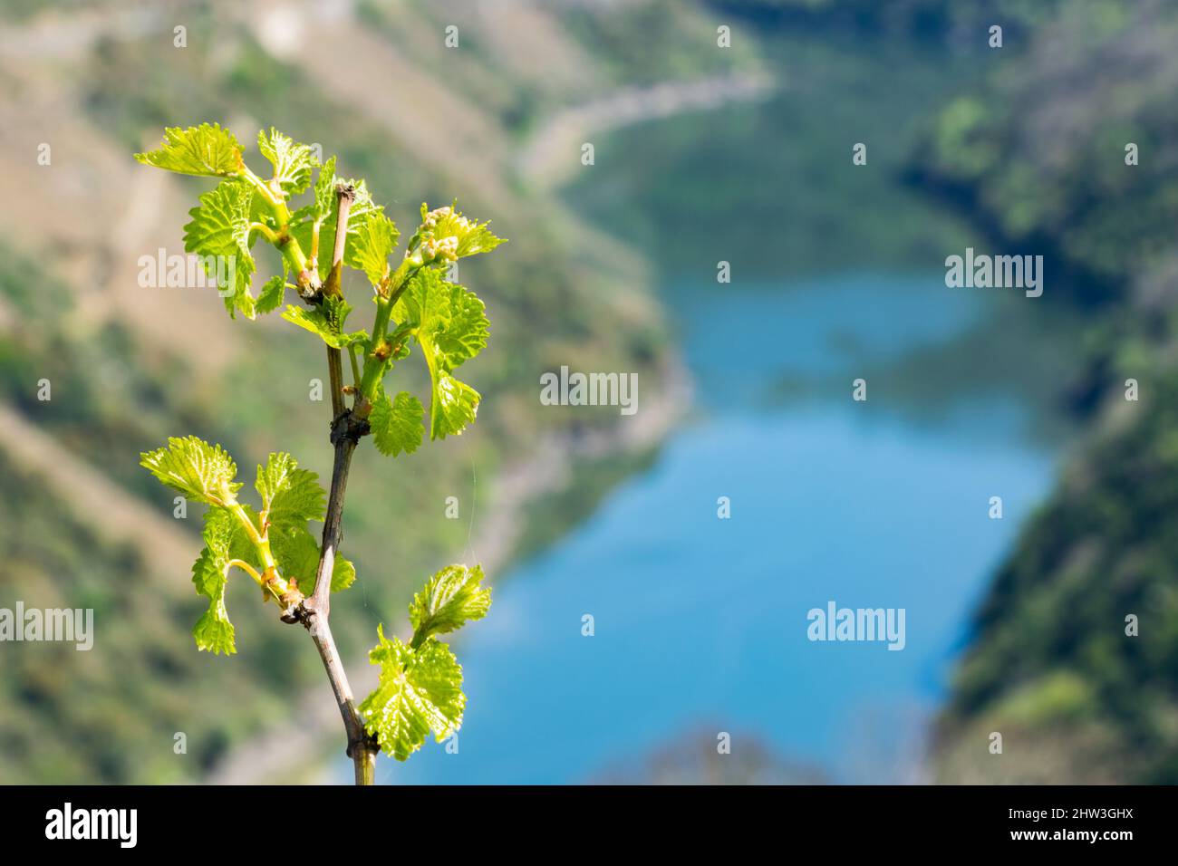 Vine mountain rural hi-res stock photography and images - Alamy