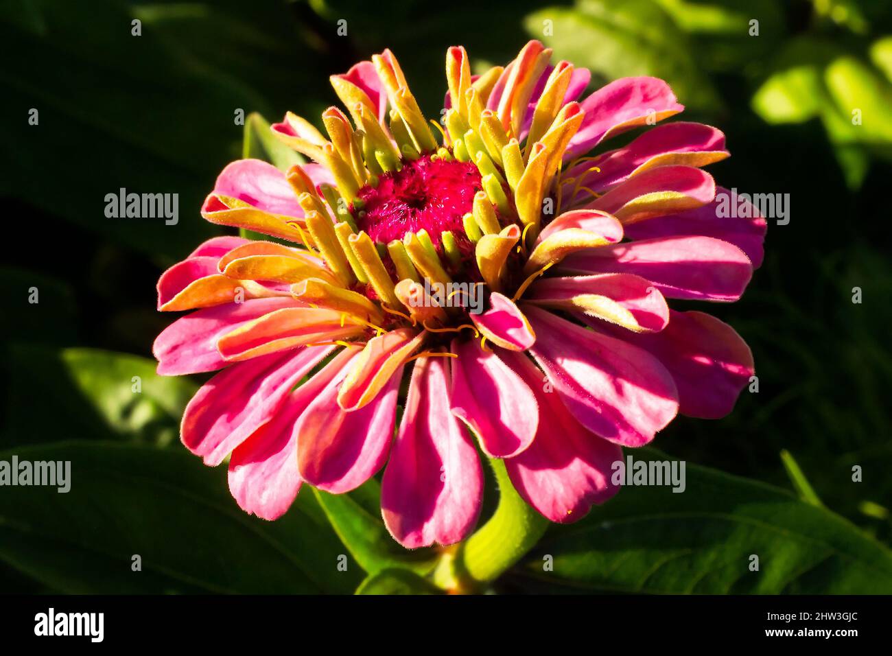 Iolet hi-res stock photography and images - Alamy