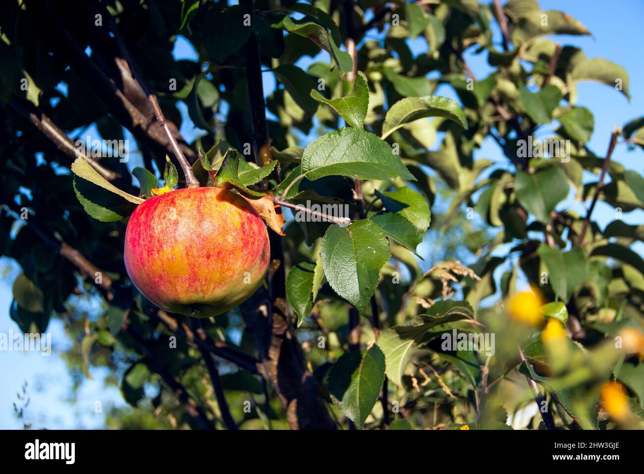 A heavy red apple hanging from a branch in late summer Stock Photo - Alamy
