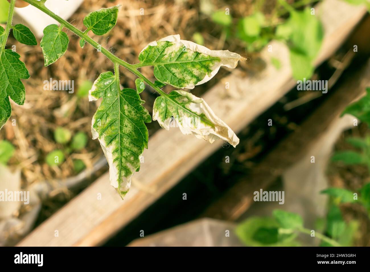 Sick tomato plant in the greenhouse Stock Photo - Alamy