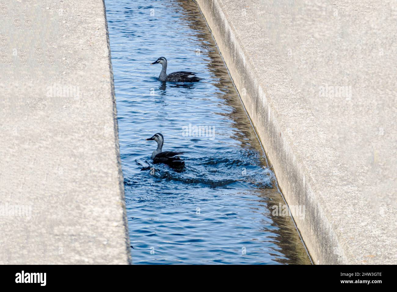 Two ducks swim through blue water in concrete canal Stock Photo - Alamy