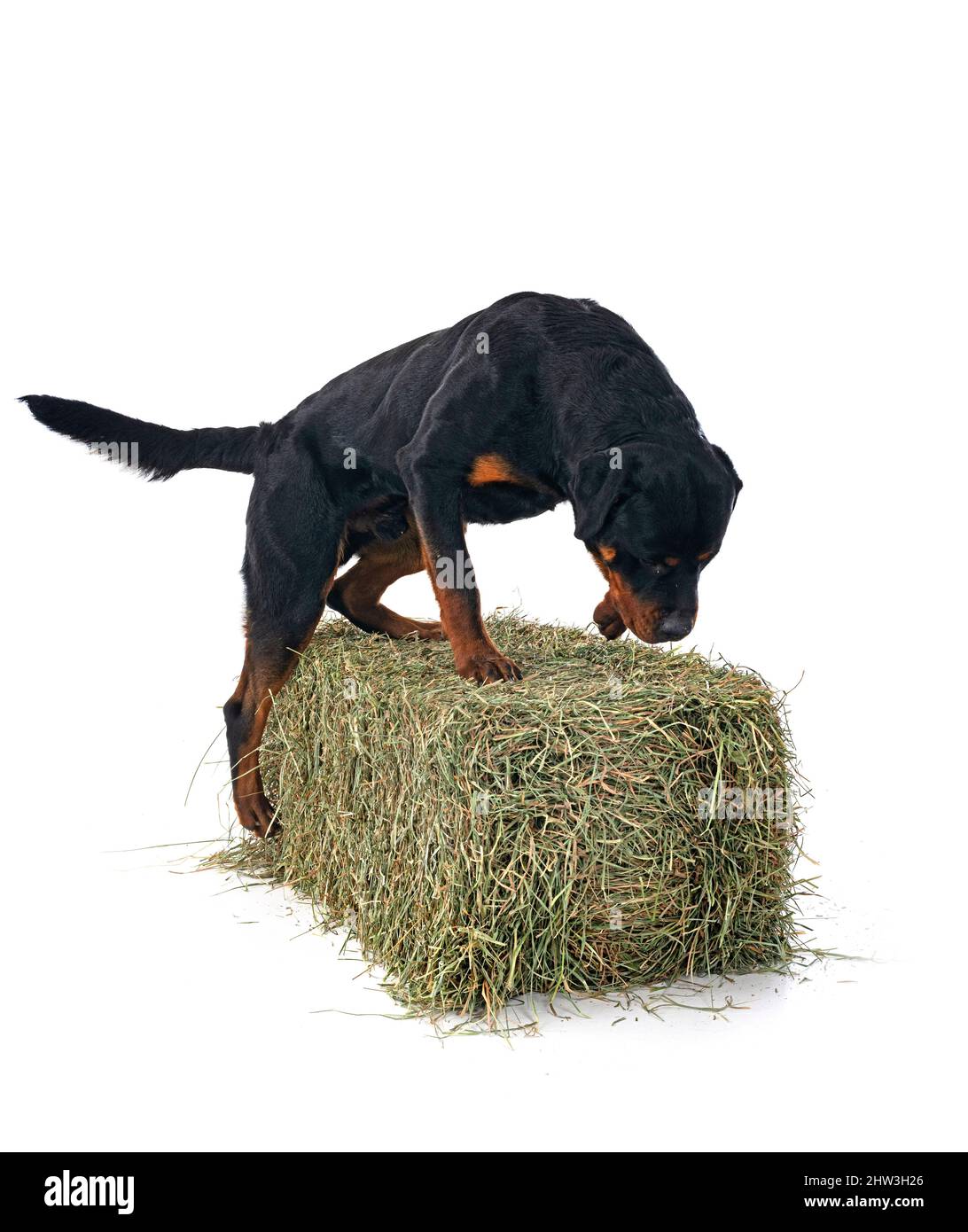 hay bale and rottweiler in front of white background Stock Photo - Alamy