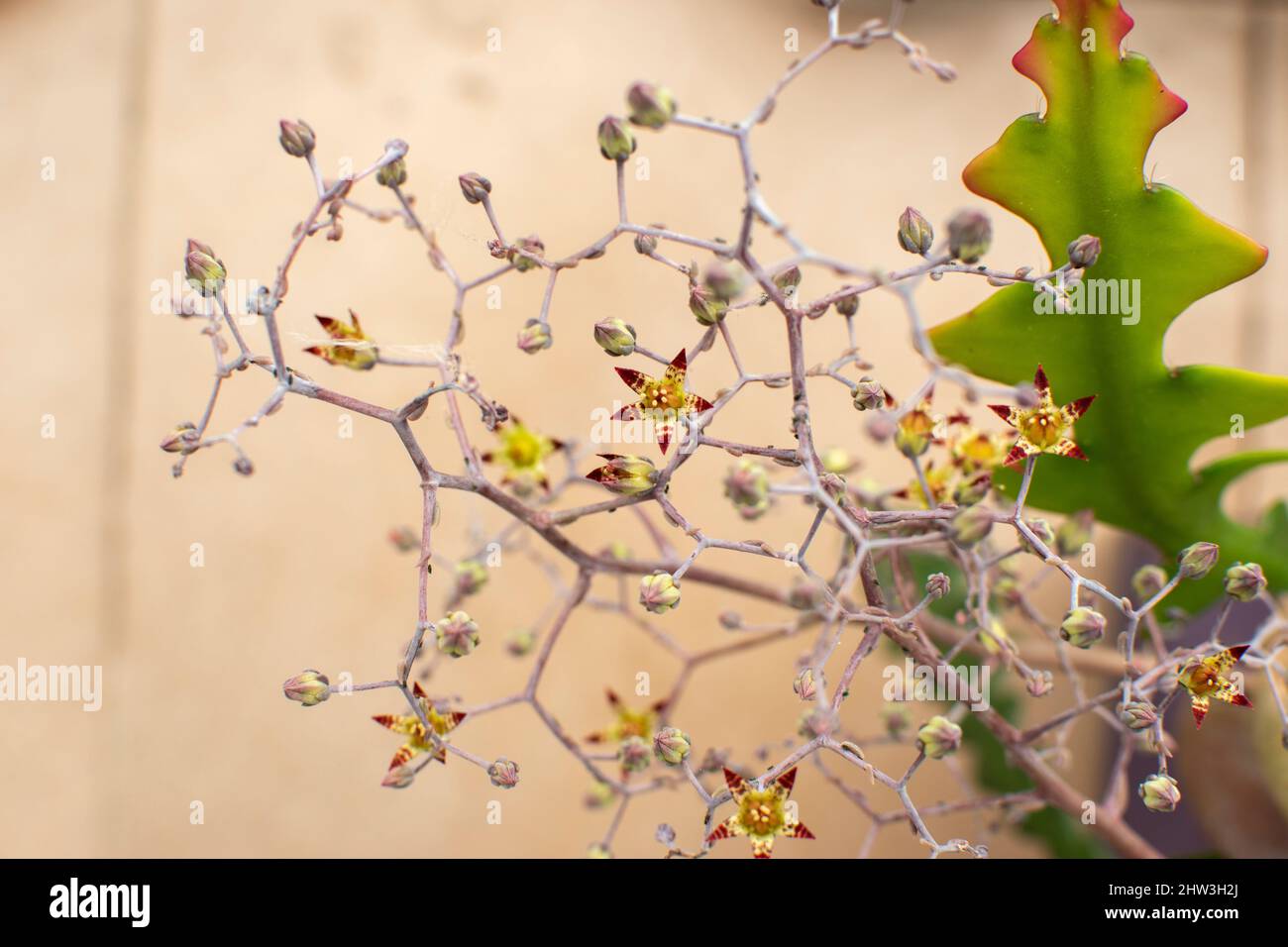 Polycarpaea plant hi-res stock photography and images - Alamy