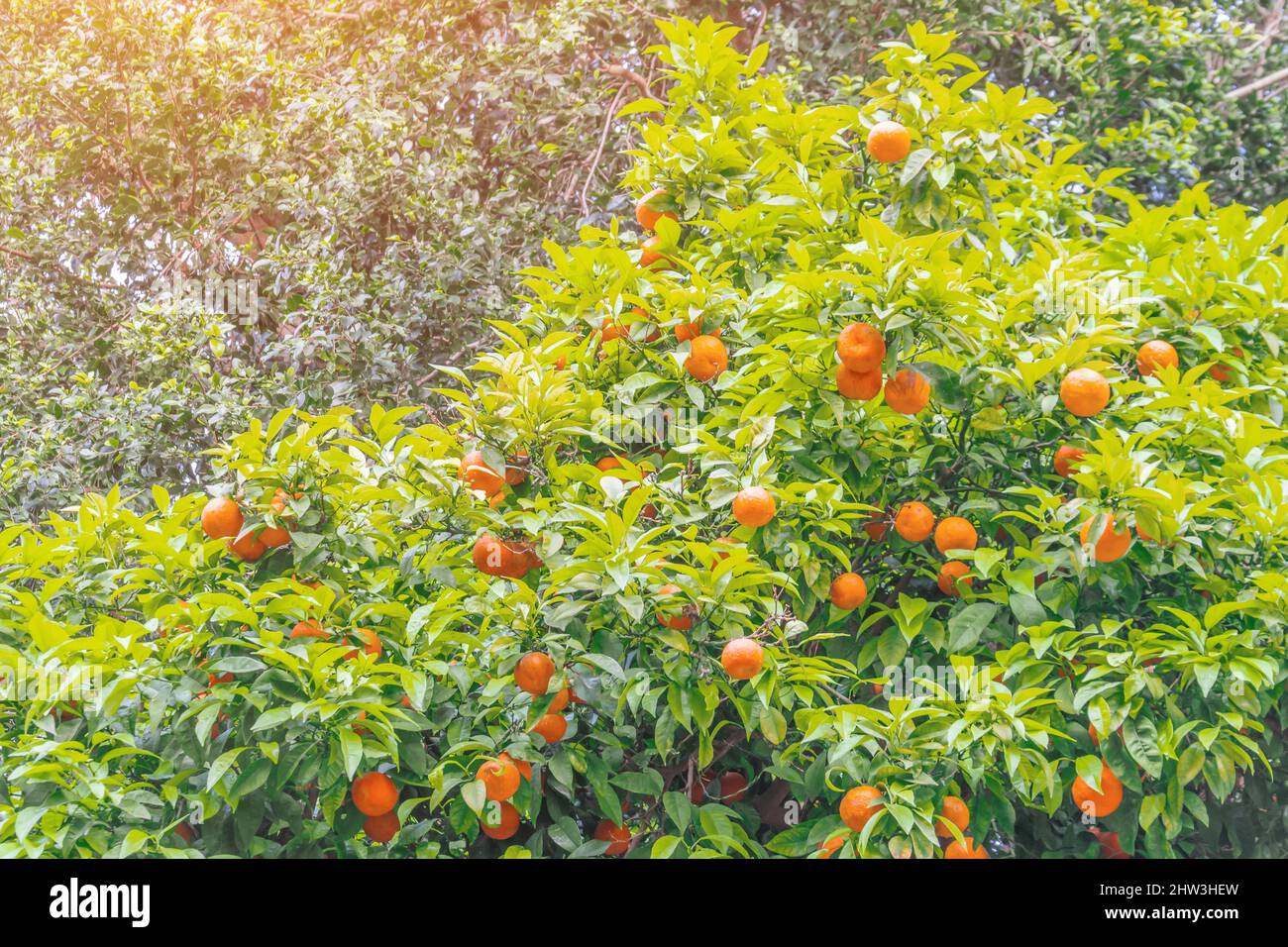 Tangerine stand hi-res stock photography and images - Alamy