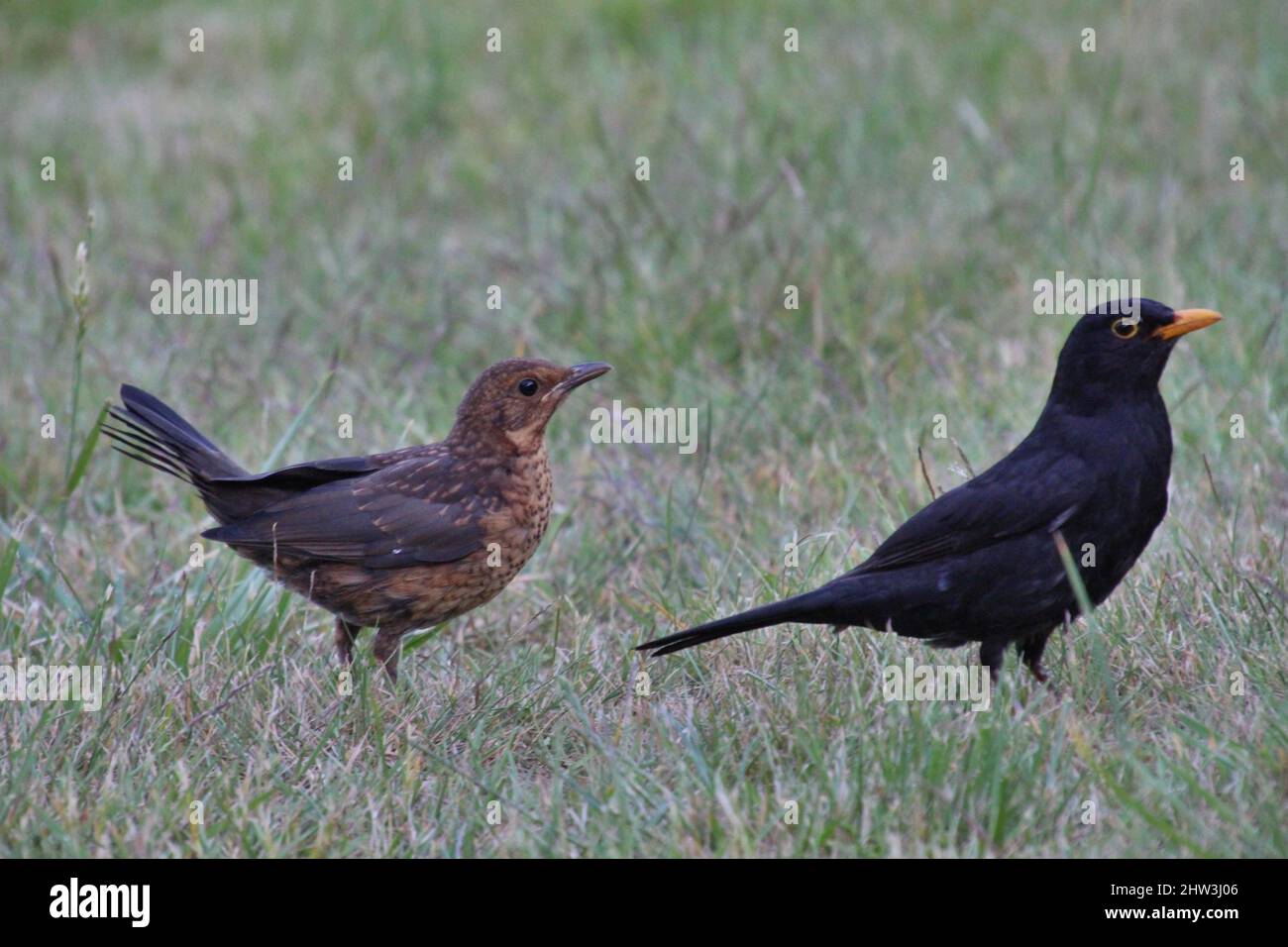 Common blackbirds (Turdus merula) in the field Stock Photo - Alamy