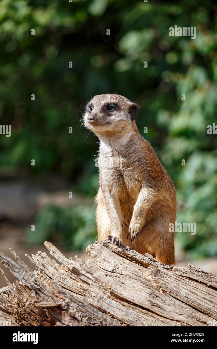 Animal looking while sitting on a stump Stock Photo - Alamy