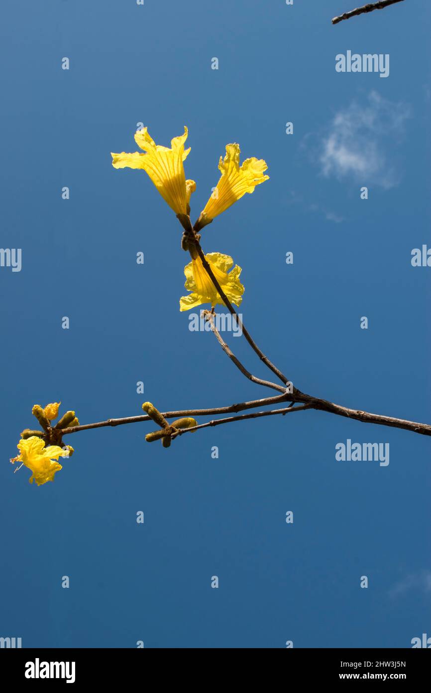 Lapacho tree hi-res stock photography and images - Alamy