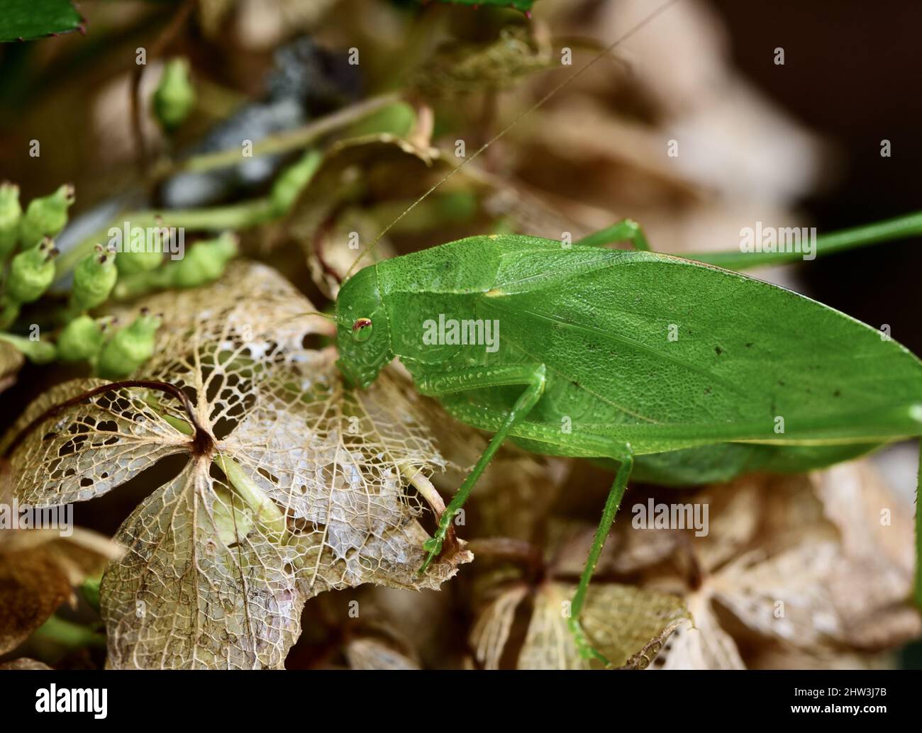 Katydid (family Tettigoniidae) eating a dried hydrangea bloom Stock ...