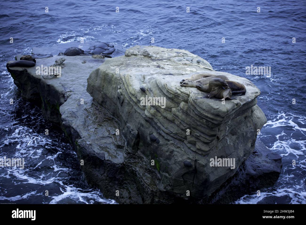 Closeup of seals sleeping on a rock Stock Photo - Alamy
