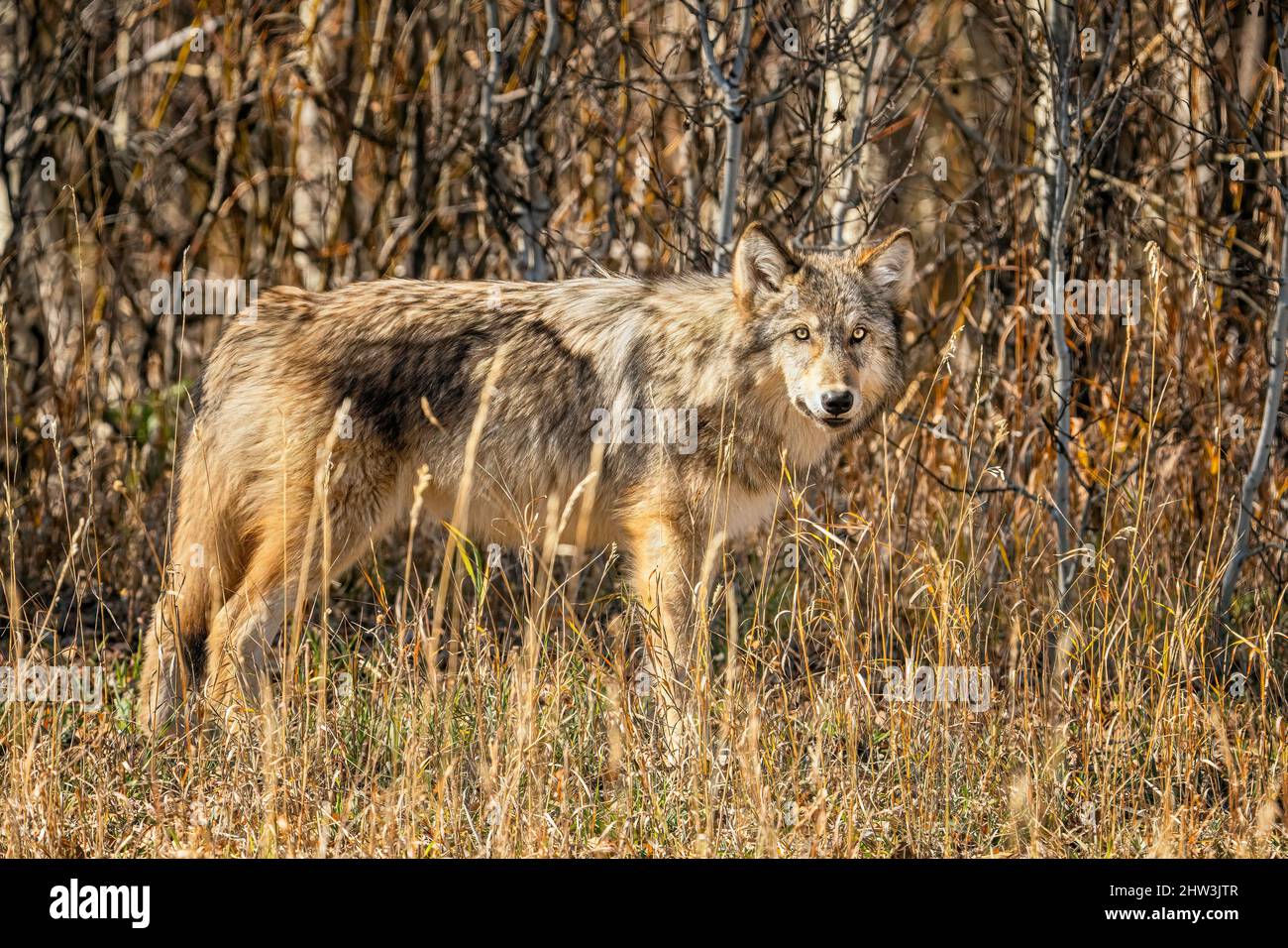 Big alpha wolf hi-res stock photography and images - Alamy