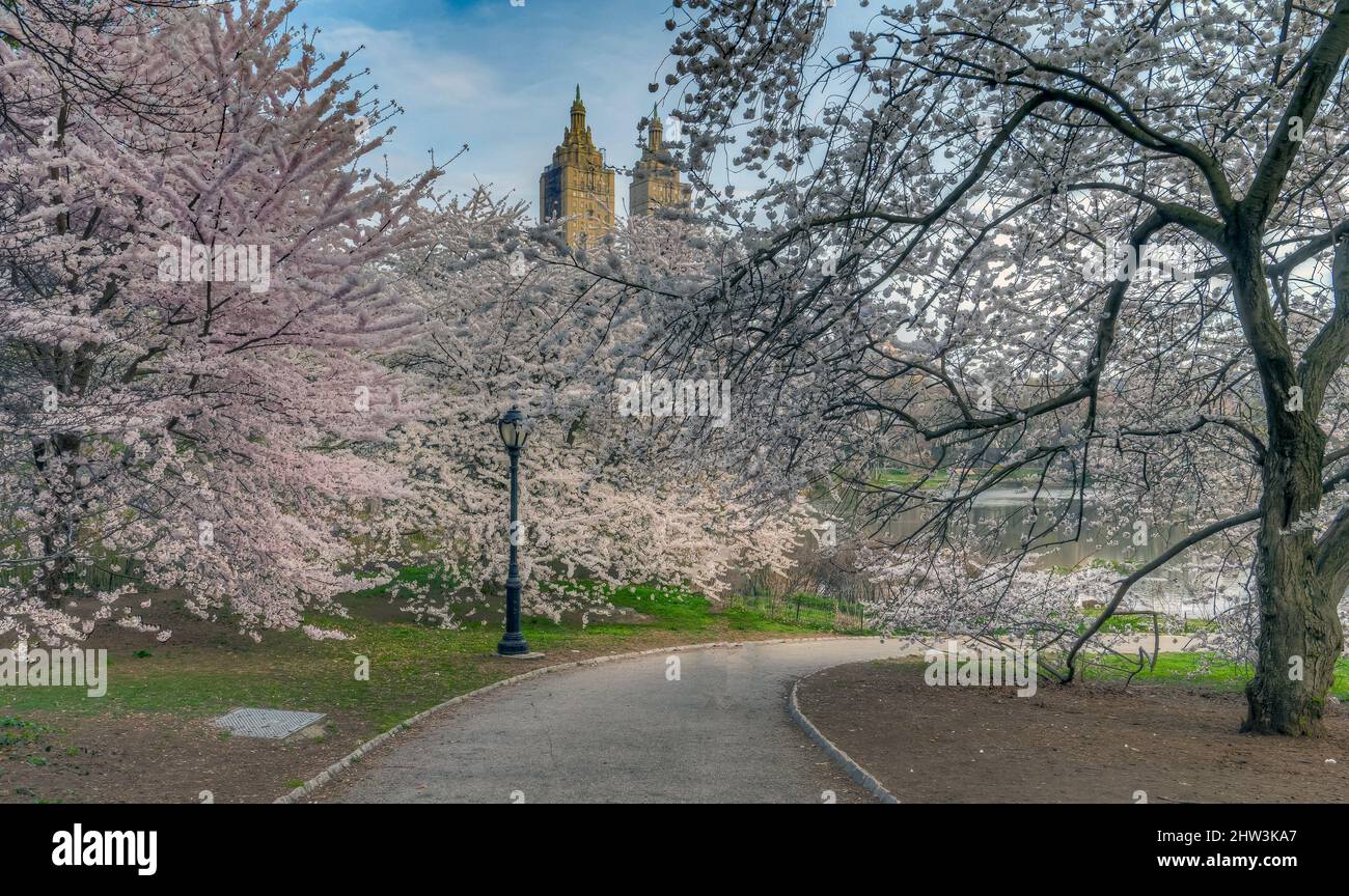 Spring in Central Park, New York City Stock Photo - Alamy