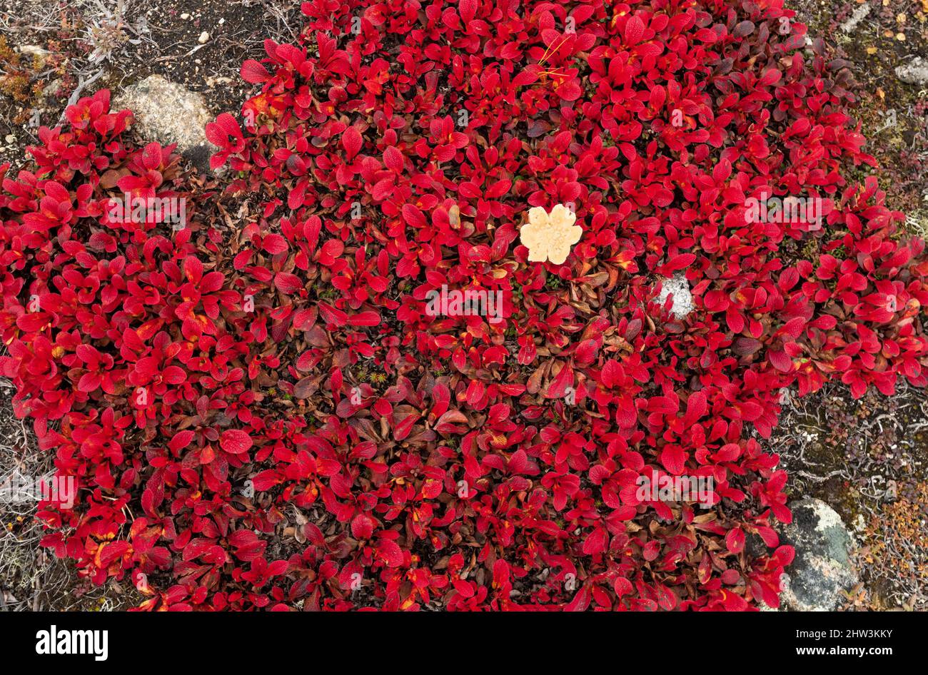 North America; United States; Alaska; Finger Mountain; Autumn; Tundra ...