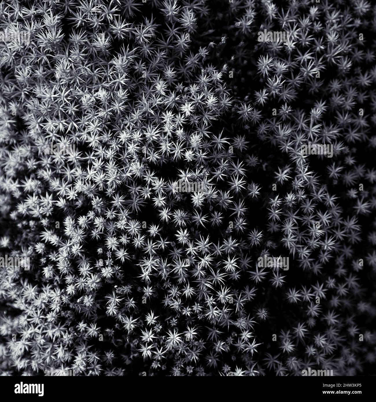 Grayscale of flowers in a garden - perfect for background Stock Photo ...