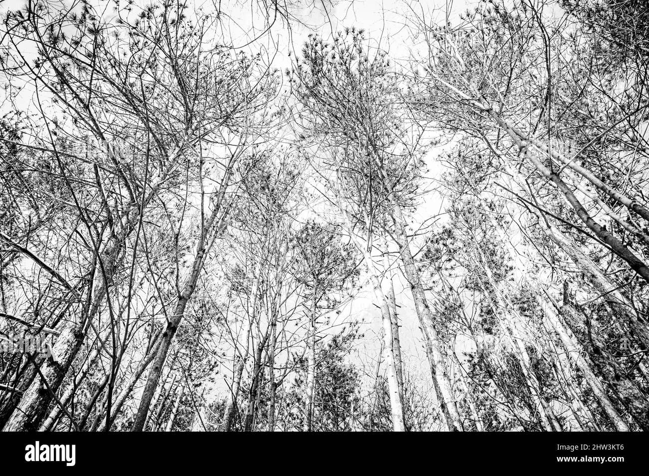 Grayscale of tall trees in a forest Stock Photo - Alamy