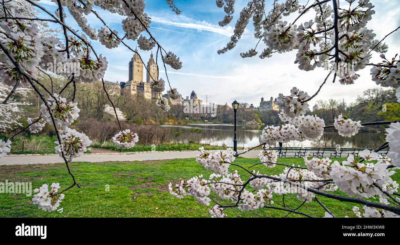 Spring in Central Park, New York City Stock Photo - Alamy