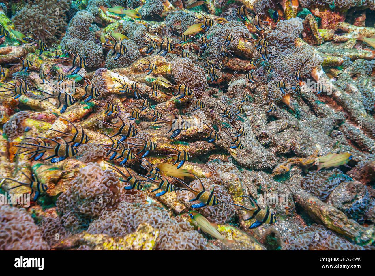 Coral reef in South Pacific with Cardinalfish Stock Photo - Alamy