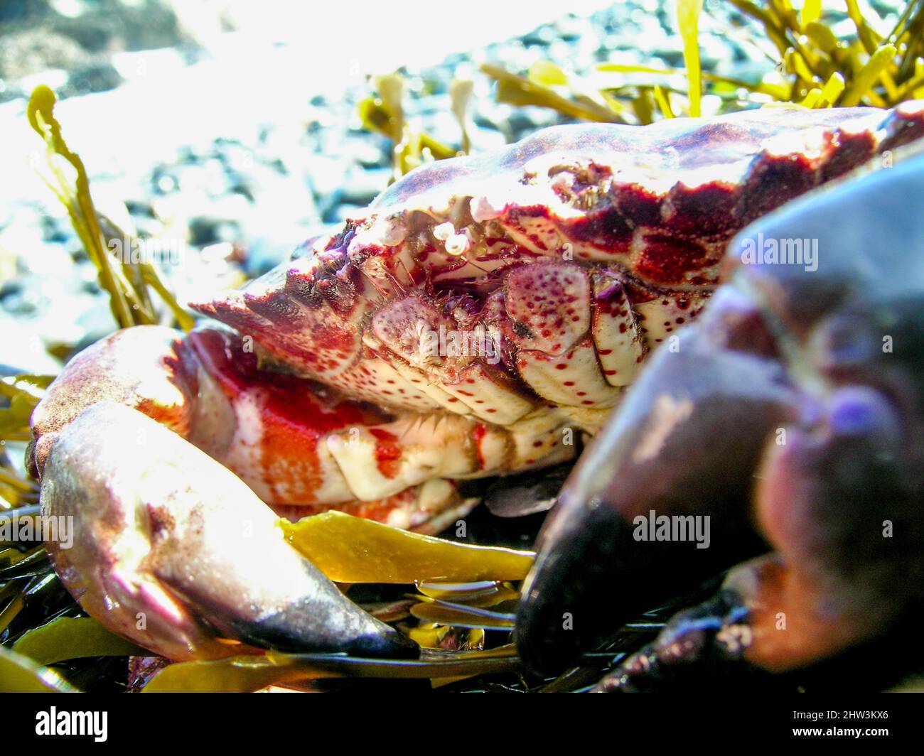 Cancer productus, one of several species known as red rock crabs,is a ...