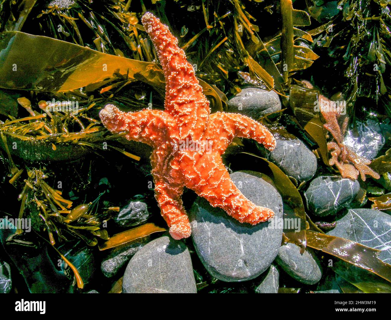 Starfish species i hi-res stock photography and images - Alamy