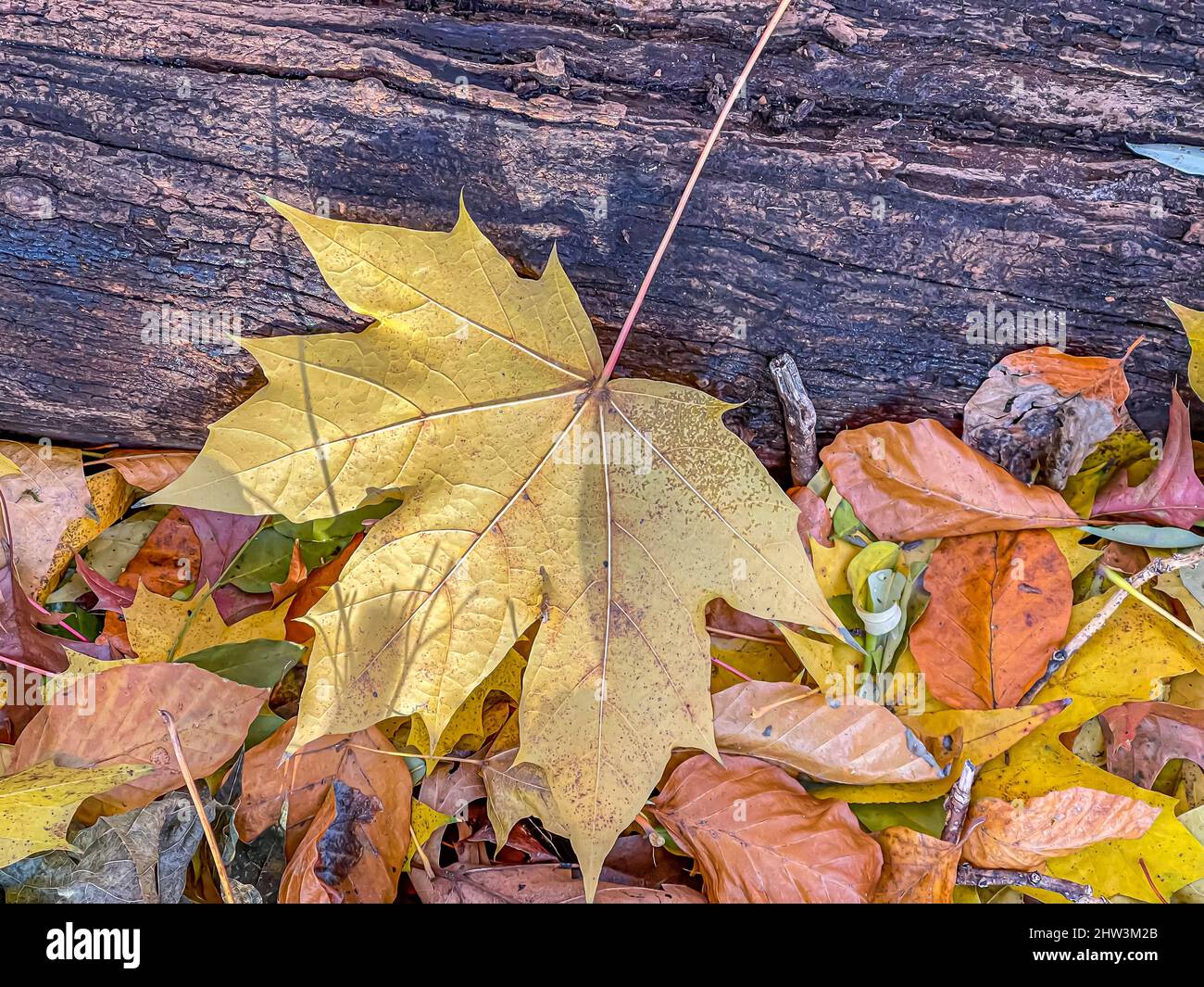 Autumn fall foliage in hi-res stock photography and images - Alamy