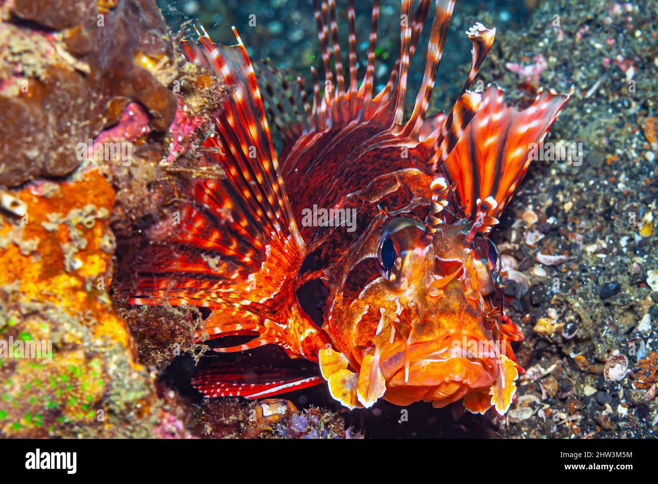 Pterois is a genus of venomous marine fish, commonly known as lionfish ...