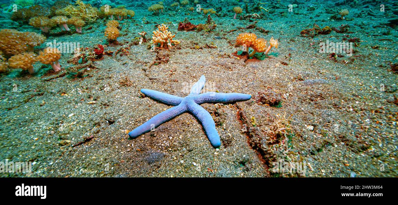 Linckia laevigata s a species of sea star in the shallow waters of ...