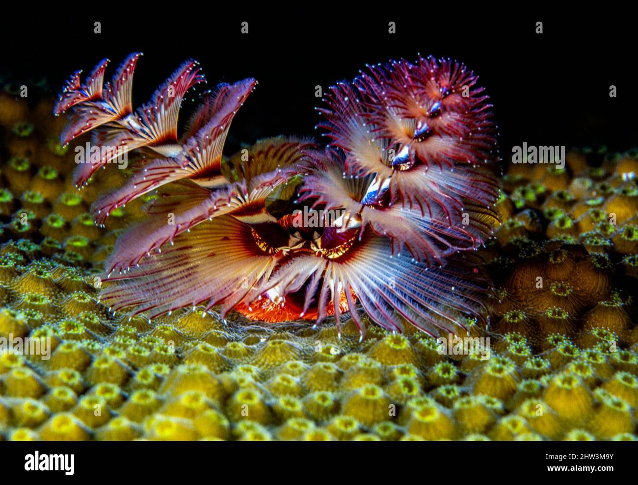 Spirobranchus giganteus, commonly known as Christmas tree worms, are ...