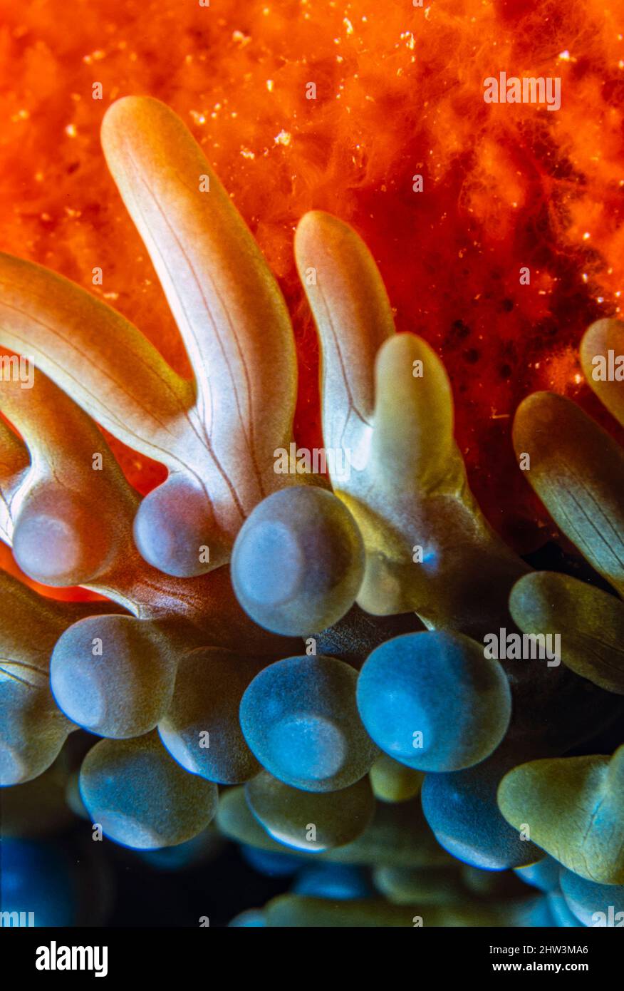 Sea anemones are a group of marine, predatory animals of the order ...
