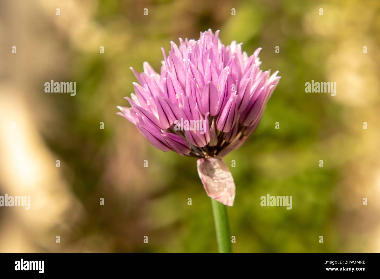 closeup of violet chives flower Stock Photo - Alamy