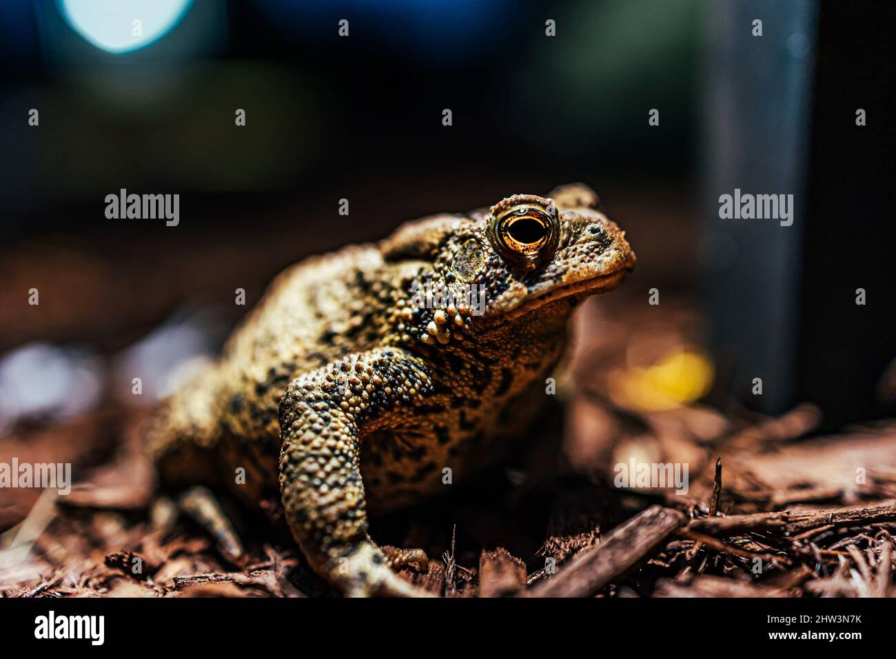 Shallow focus of a Houston toad sitting under light for food with ...