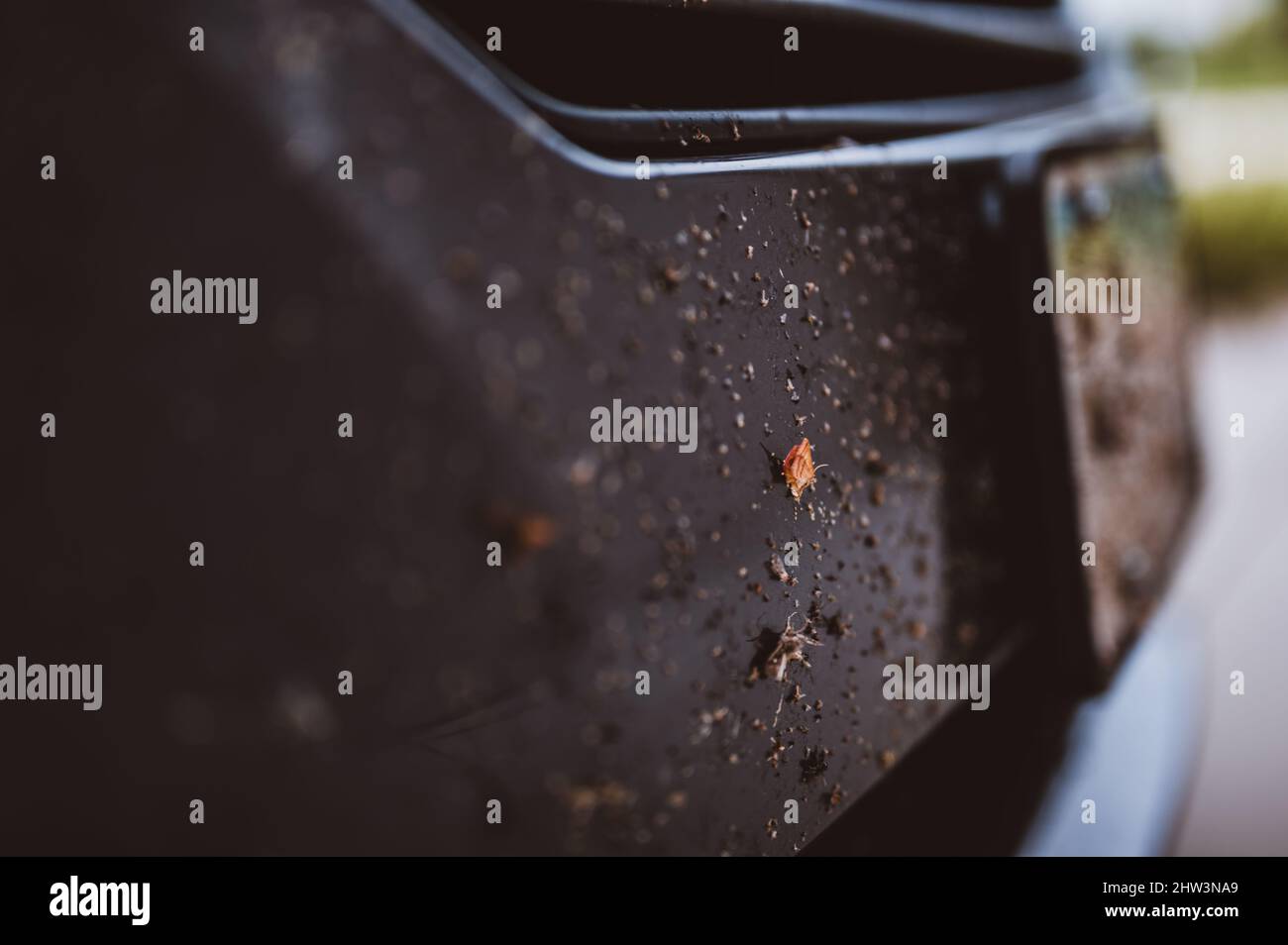 Selective focus on dead bugs splattered to the front grill and plates ...