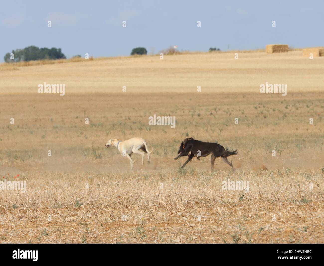 Beautiful dogs in field hi-res stock photography and images - Alamy