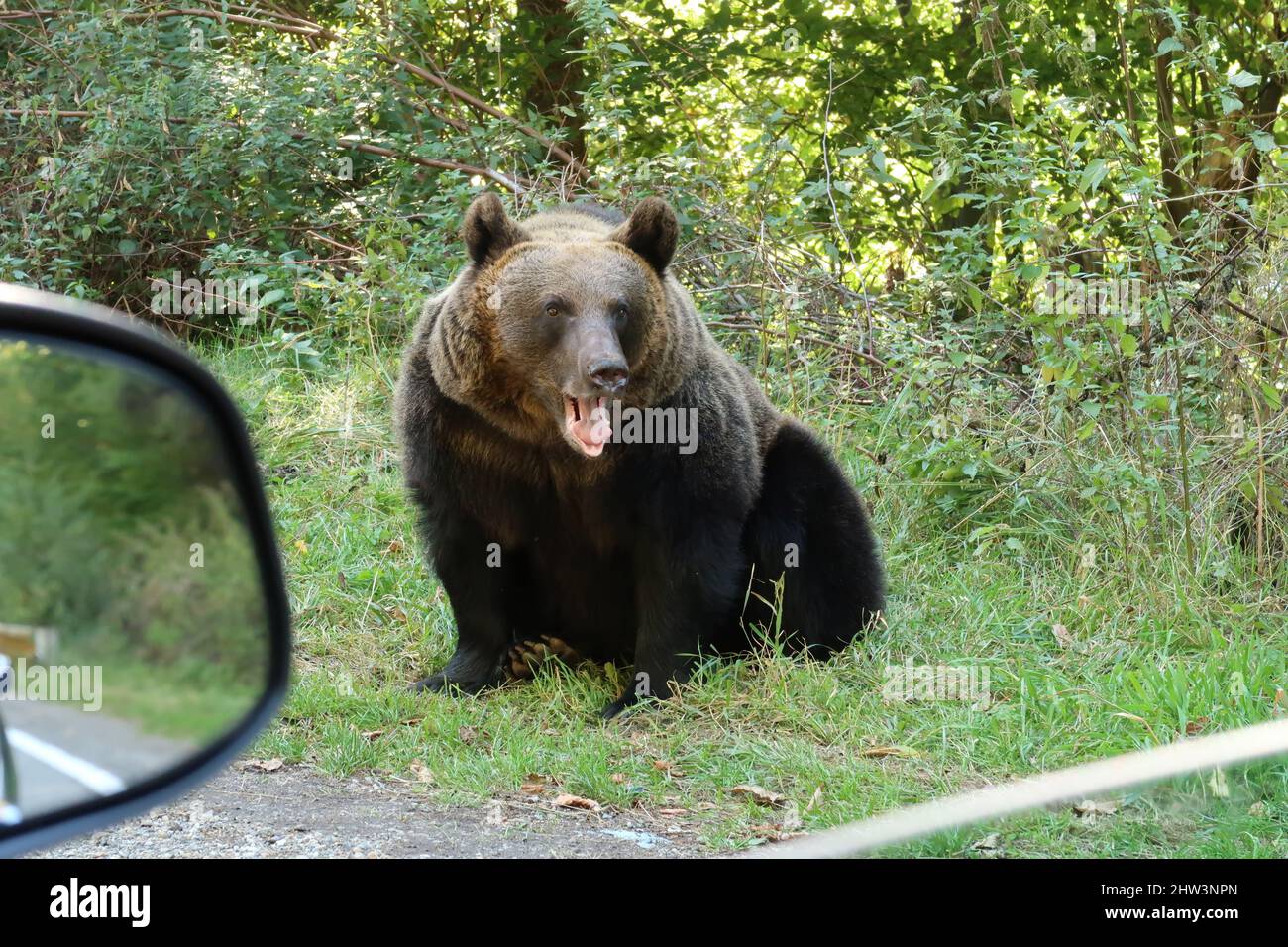 Female, adult brown bear nex to the road, close to a car ...