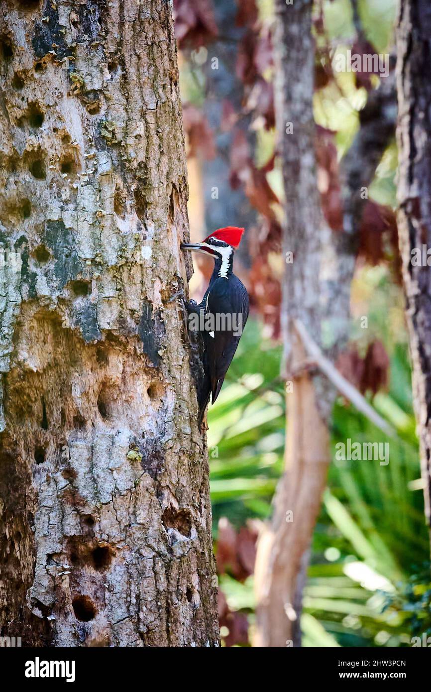 Male Pileated Woodpecker searching for insects at Skidaway Island State ...