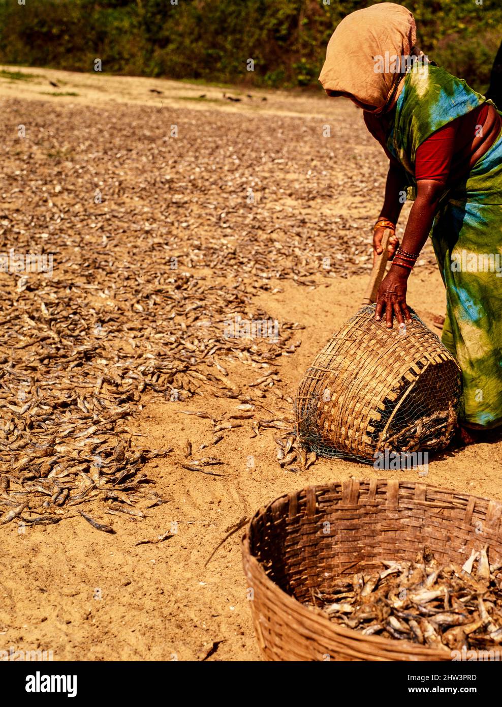 Fish factory india hi-res stock photography and images - Alamy