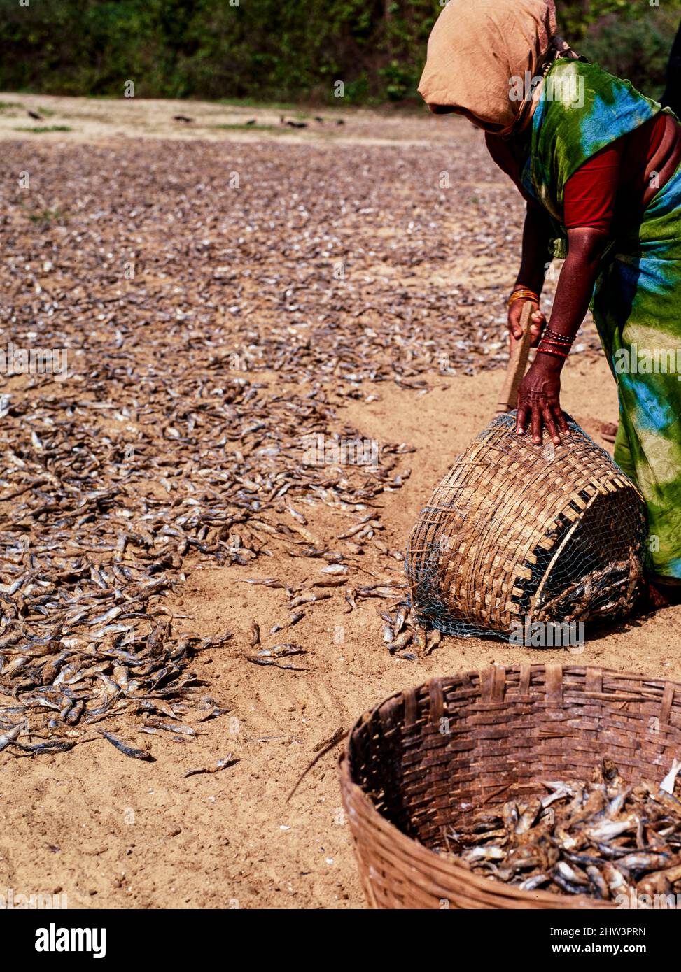 Fish factory india hi-res stock photography and images - Alamy