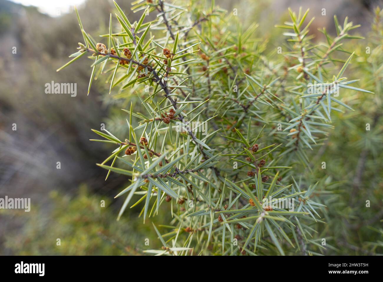 Closeup of branches of wild juniper flowers in the forest Stock Photo ...