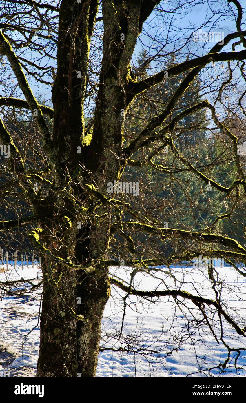 Two bare trees in the winter landscape in the Swiss Alps Stock Photo ...